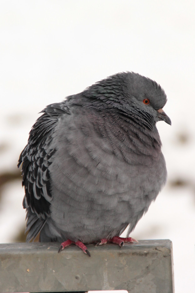 IMG_5181_sm_golab – Babka w Mrówkach