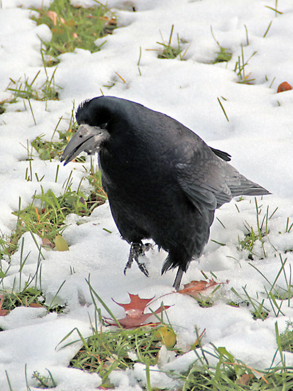 Gawron (Corvus frugilegus) gawron_sm_IMG_5222 – Babka w Mrówkach
