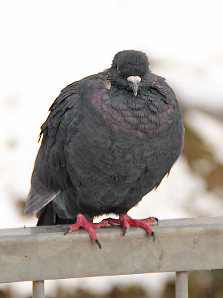 Gołąb miejski (Columba livia) – Gołąb w mieście – Babka w Mrówkach