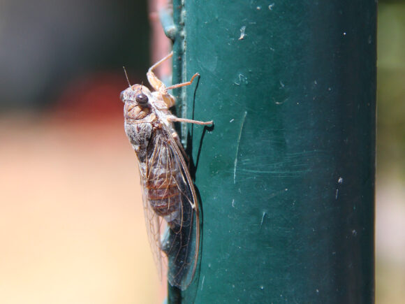 Piewikowate, cykadowate, cykady (Cicadidae) – Babka w Mrówkach