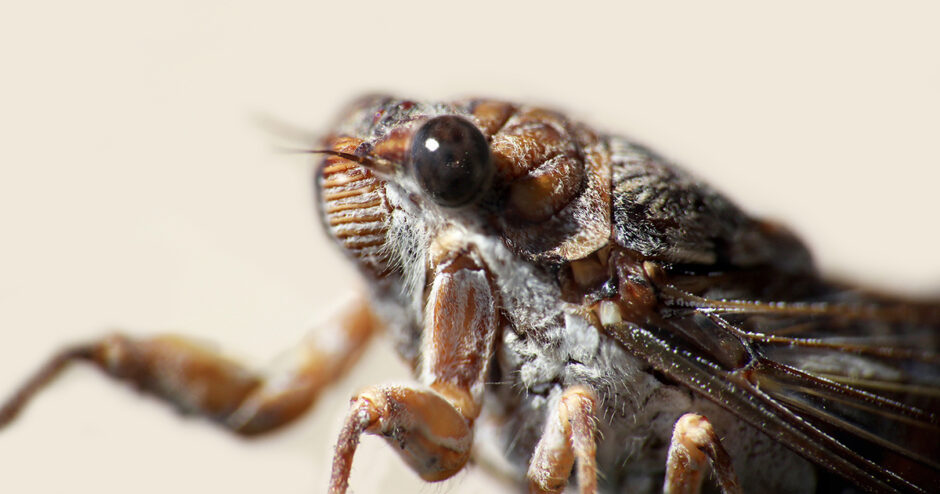Piewikowate, cykadowate, cykady (Cicadidae) – Babka w Mrówkach