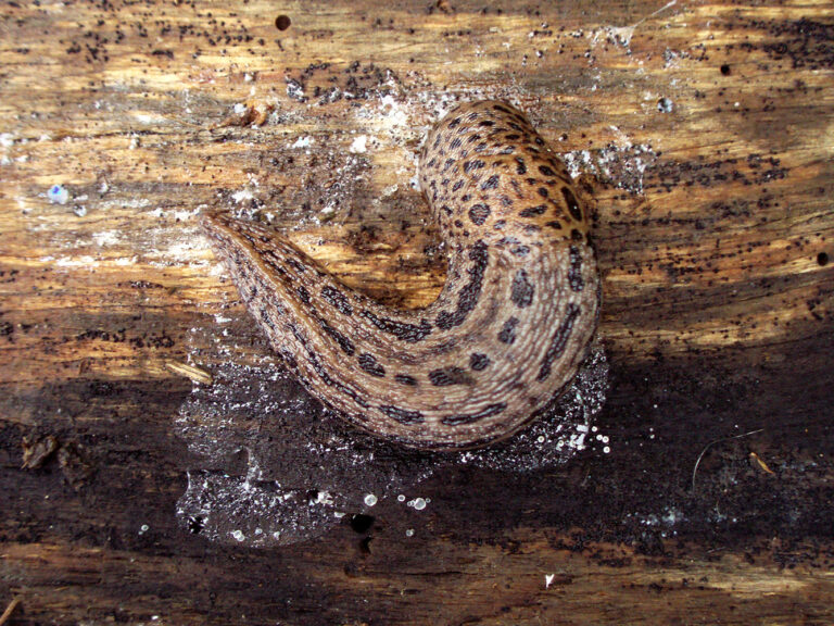 Pomrów wielki (Limax maximus) – ślimak w tygrysie cętki, bez widocznej ...