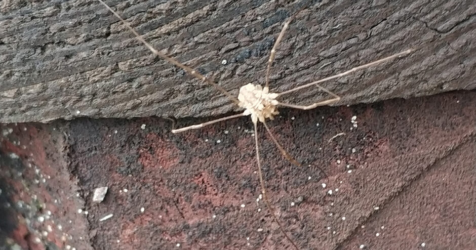 KOSARZE (Opiliones) – Babka w Mrówkach